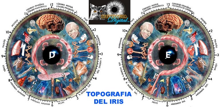 What Is An Iridology Chart? – Maikong Iridology Pictures And Meanings