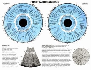 What Is An Iridology Chart? – Maikong Iridology Pictures And Meanings